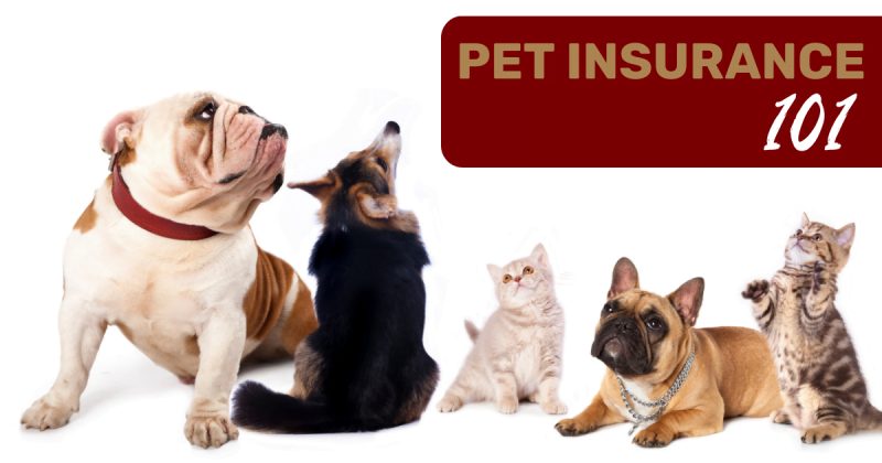 Pet Insurance – Hitchings Insurance Agency